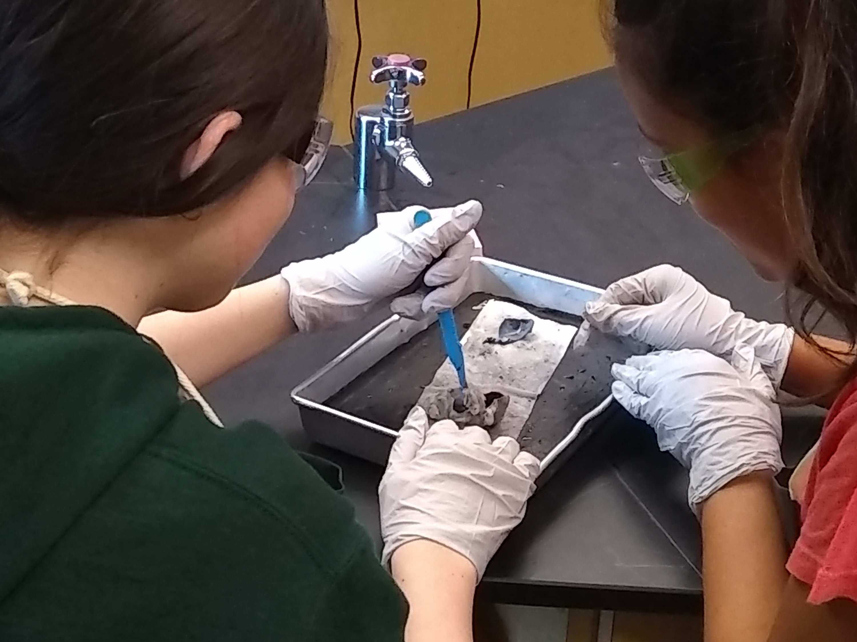 Eyeball Dissection – Shargel Science Adventures